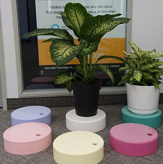 Indoor Plants: How to Grow and Care for Them When You Have Many ...