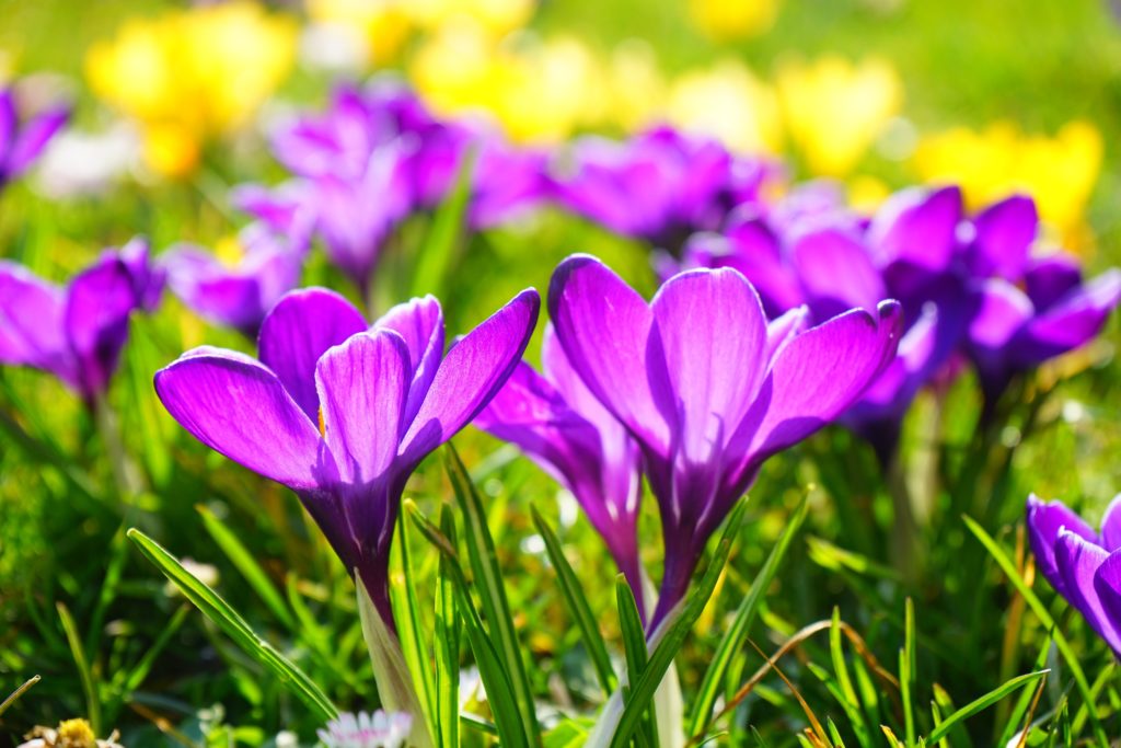 Spring has Sprung! Spruce Your Office Up With Indoor Plants | Deprolabs