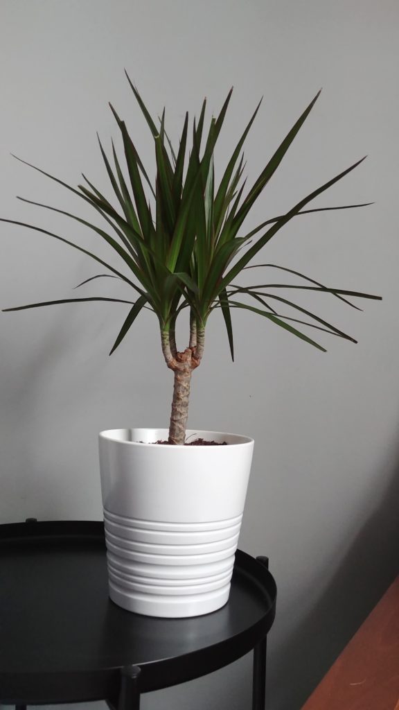 Announcing the Winner of our 'Plant Giveaway' | Deprolabs Technology