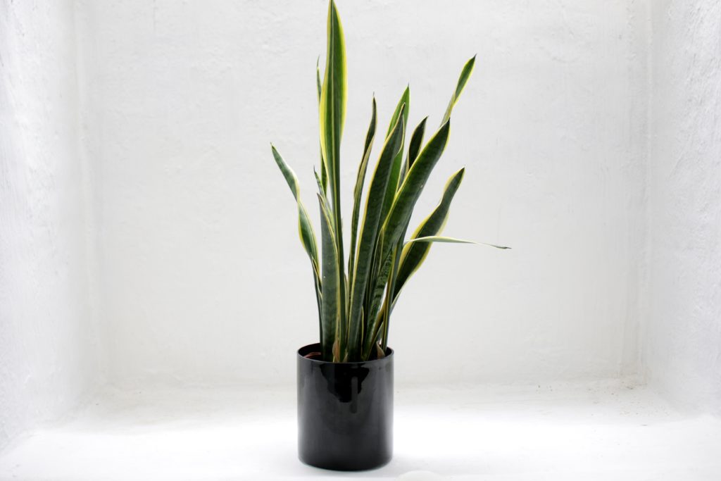 Spring has Sprung! Spruce Your Office Up With Indoor Plants | Deprolabs