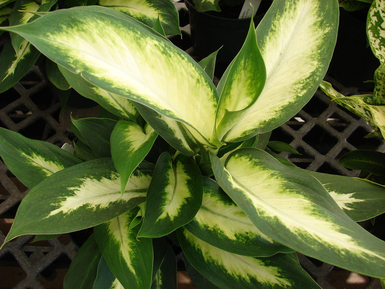 Dieffenbachia: How to Care for and Grow Your Dumb Cane Plant
